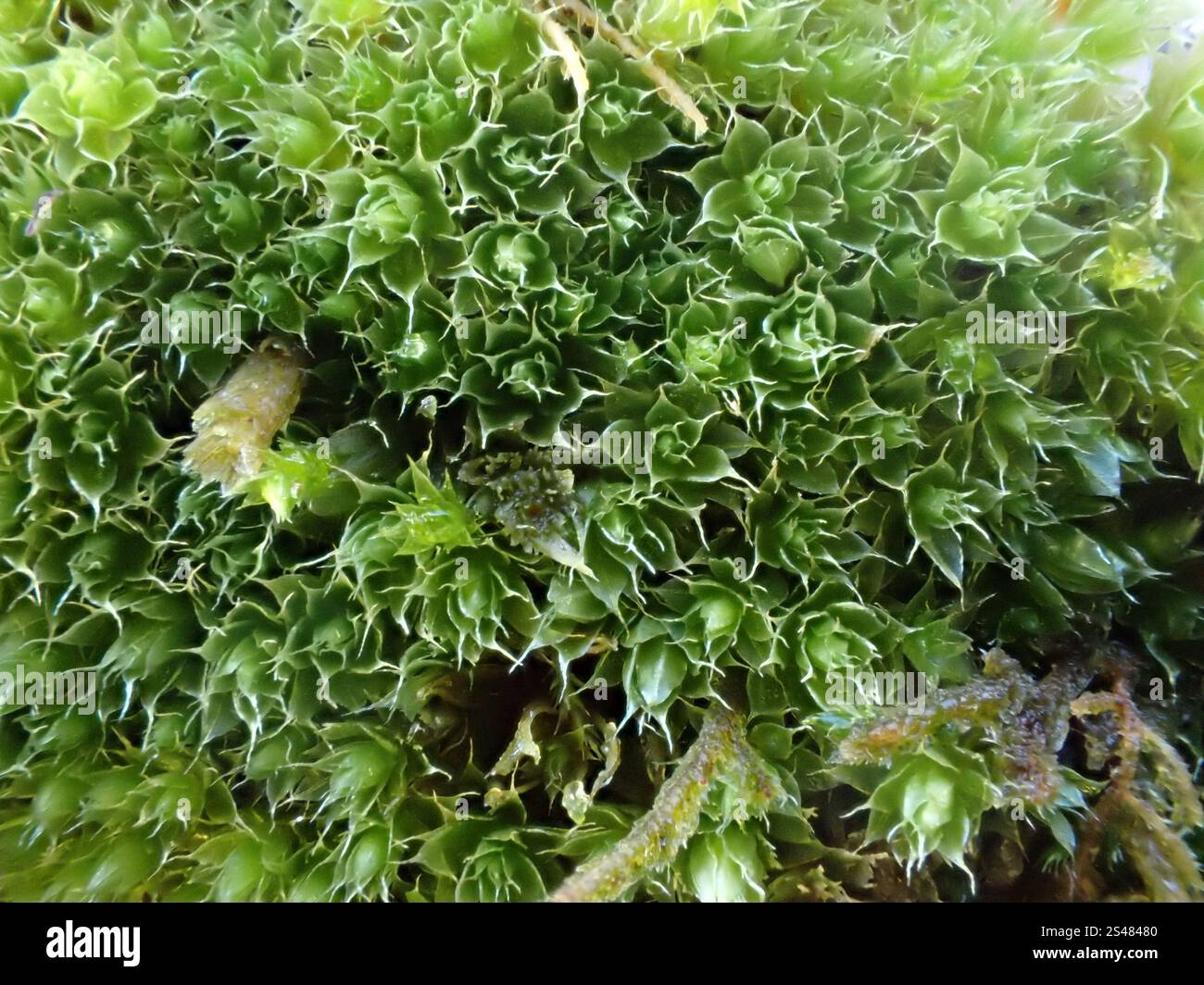 Capillary Thread-moss (Ptychostomum capillare Stock Photo - Alamy