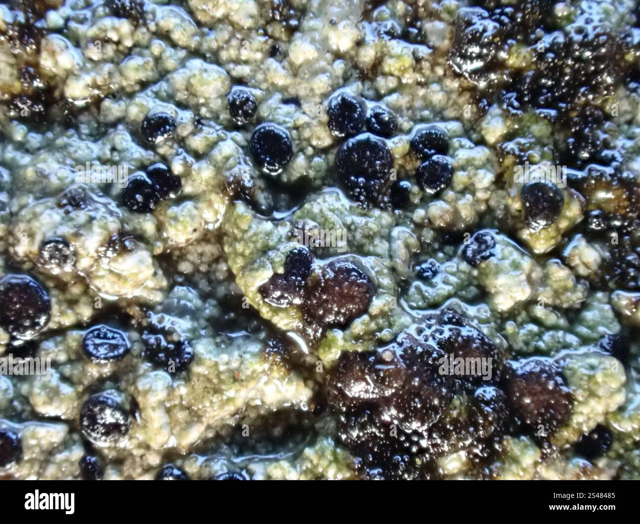 Rock Disk Lichen (Lecidella stigmatea Stock Photo - Alamy