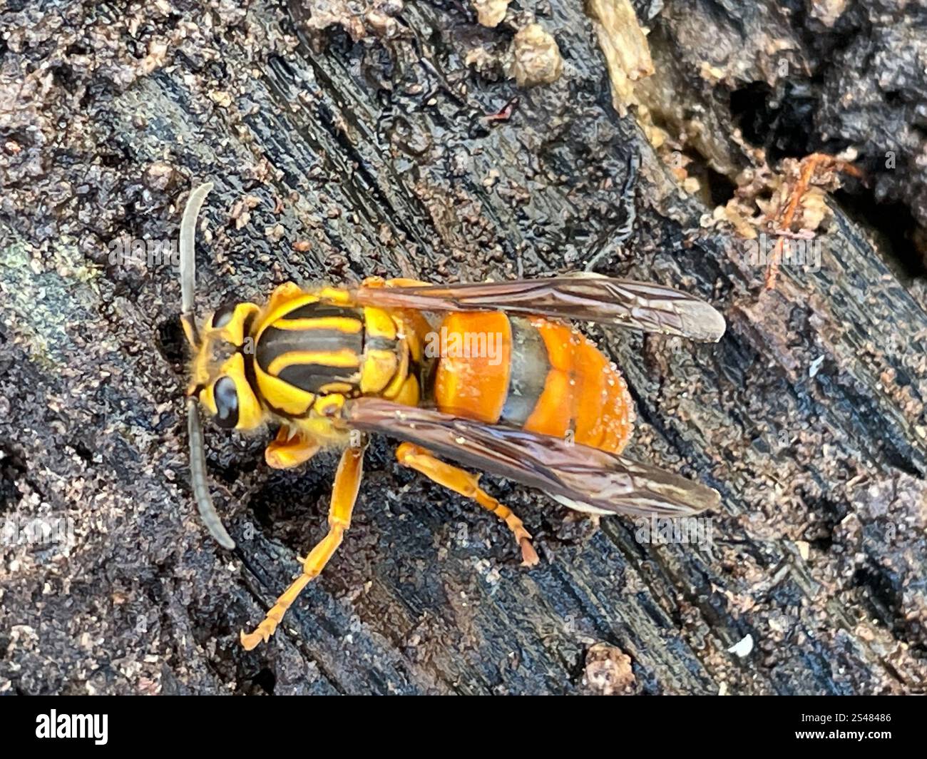 Southern Yellowjacket (Vespula squamosa Stock Photo - Alamy