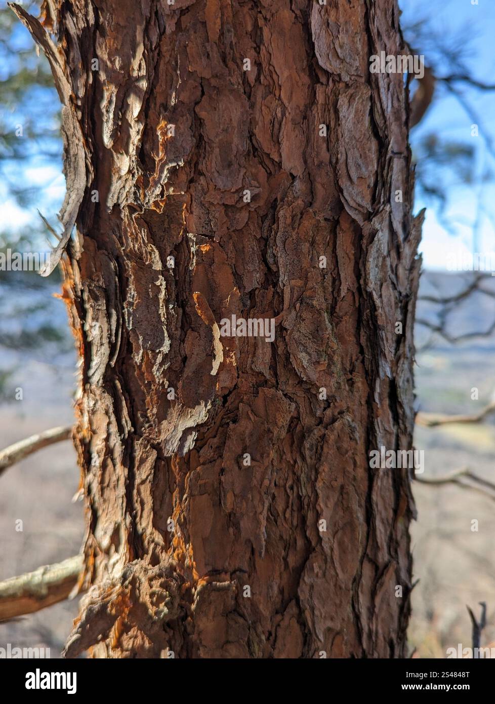 Virginia pine (Pinus virginiana Stock Photo - Alamy