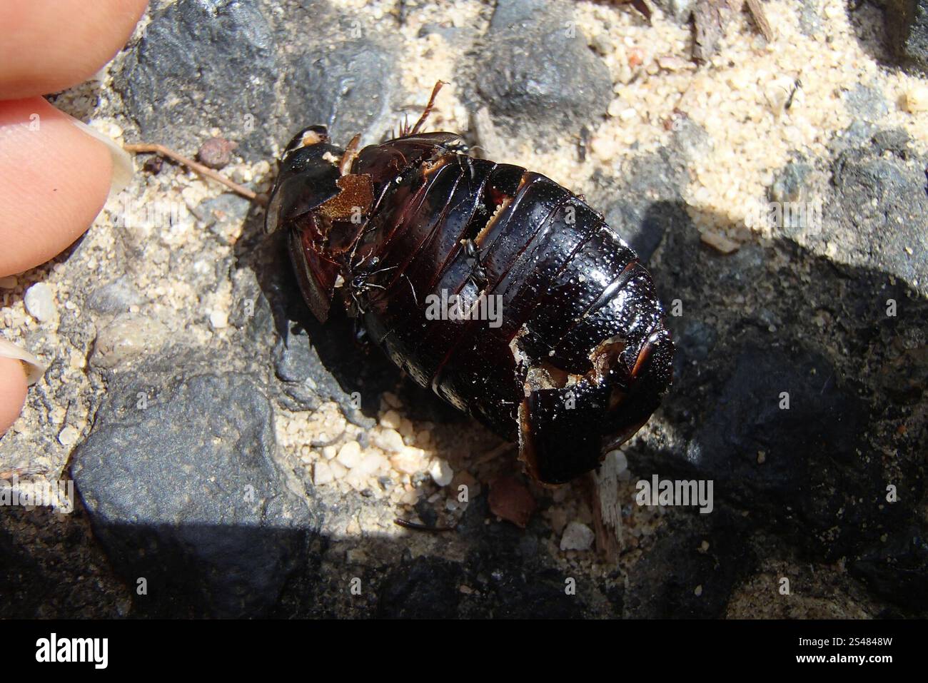 Cockroaches and Termites (Blattodea Stock Photo - Alamy