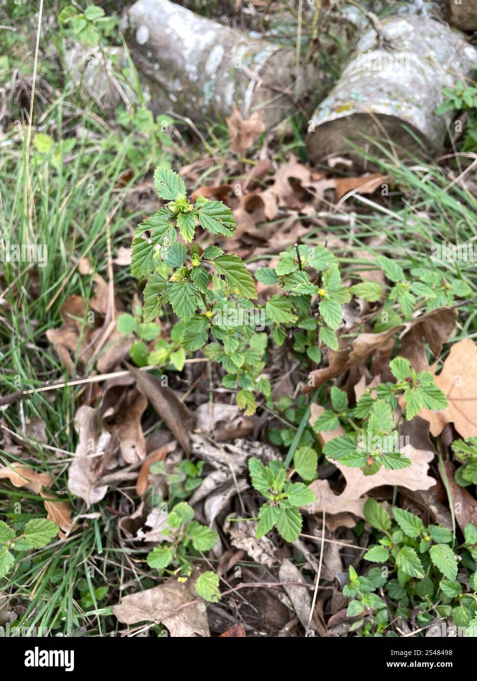 three-lobe false mallow (Malvastrum coromandelianum Stock Photo - Alamy