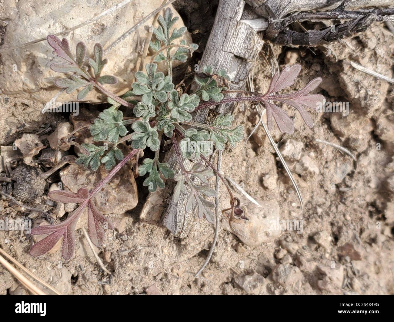 Ragleaf hi-res stock photography and images - Alamy