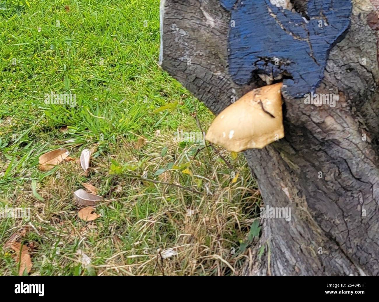 Tawaka (Cyclocybe parasitica Stock Photo - Alamy