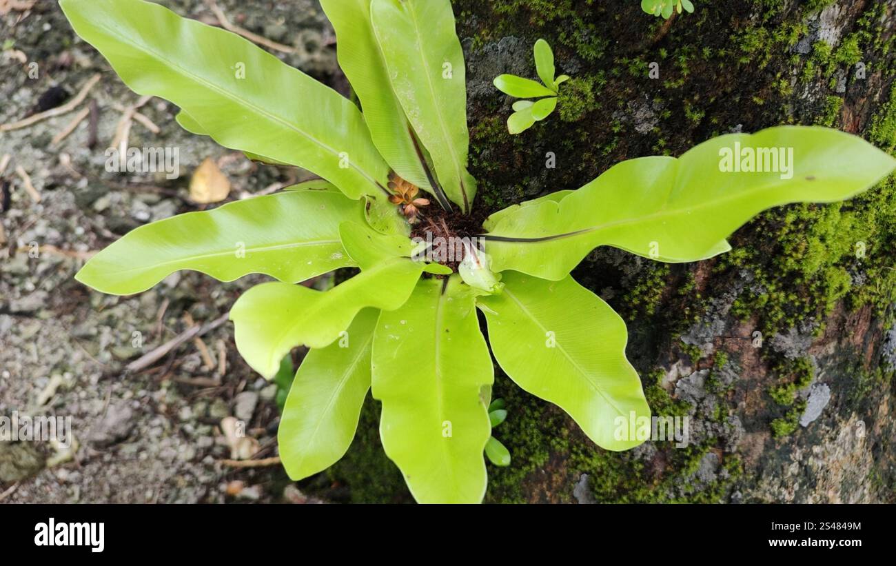 Bird's Nest Fern (Asplenium nidus Stock Photo - Alamy
