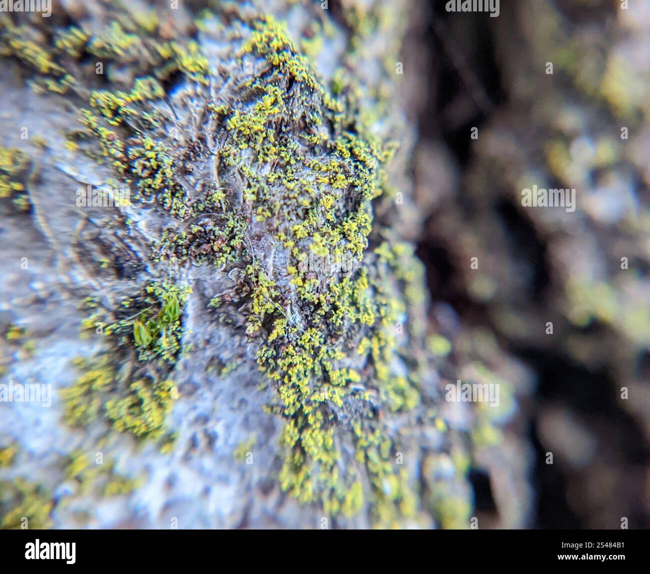 Common Gold-dust (Chrysothrix xanthina Stock Photo - Alamy