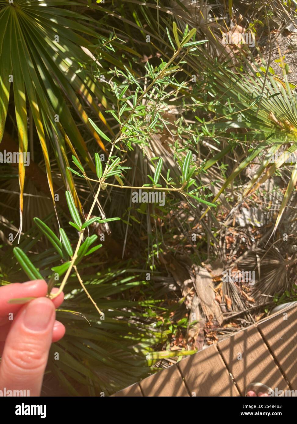 pineland croton (Croton linearis Stock Photo - Alamy