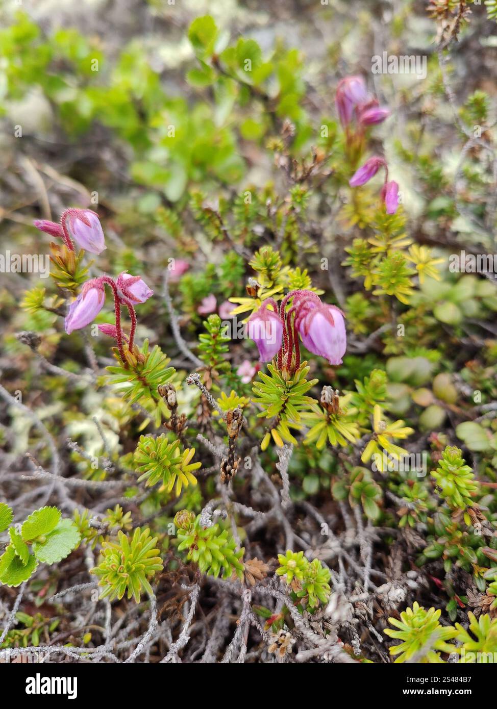 Blue Mountain-heath (Phyllodoce caerulea Stock Photo - Alamy