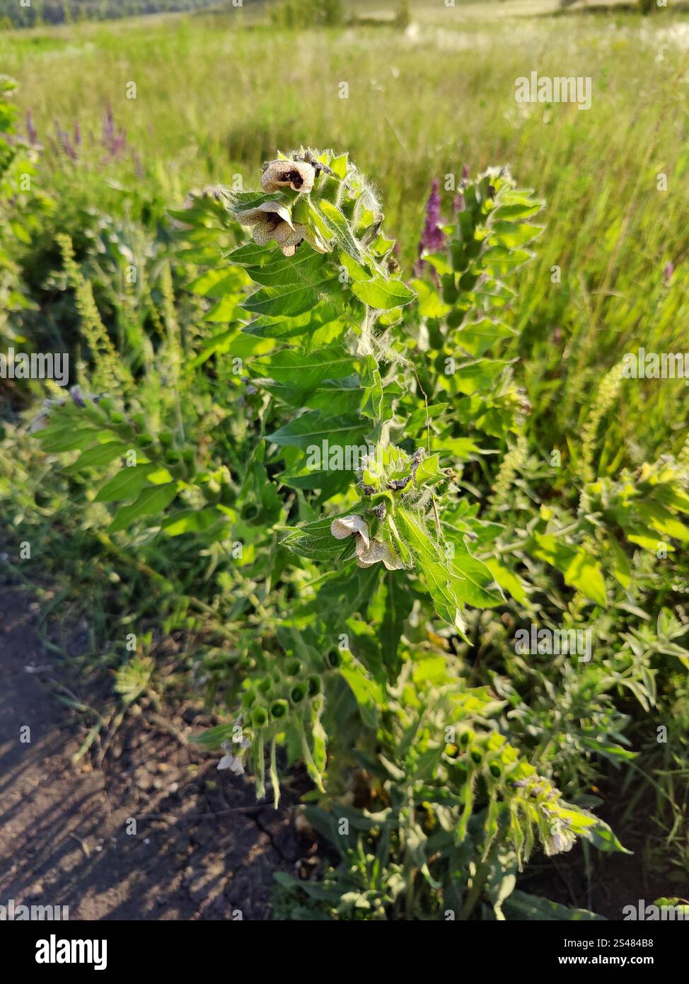 black henbane (Hyoscyamus niger Stock Photo - Alamy