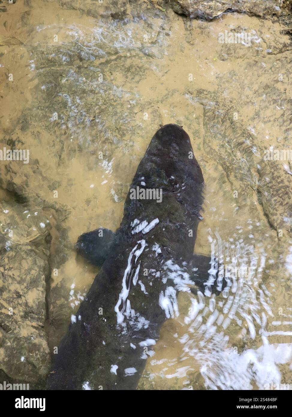 New Zealand Longfin Eel (Anguilla dieffenbachii Stock Photo - Alamy