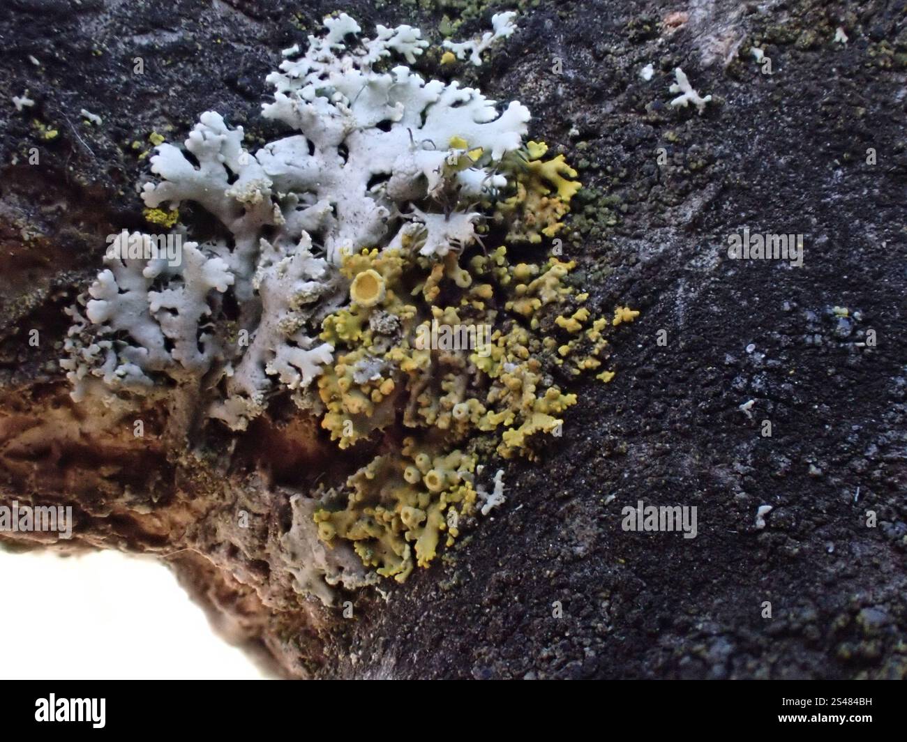 Pin-cushion Sunburst Lichen (Polycauliona polycarpa Stock Photo - Alamy