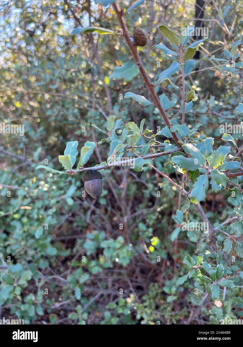 California scrub oak (Quercus berberidifolia Stock Photo - Alamy