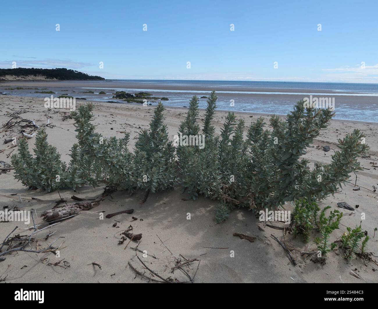 Grey Saltbush (Atriplex cinerea Stock Photo - Alamy