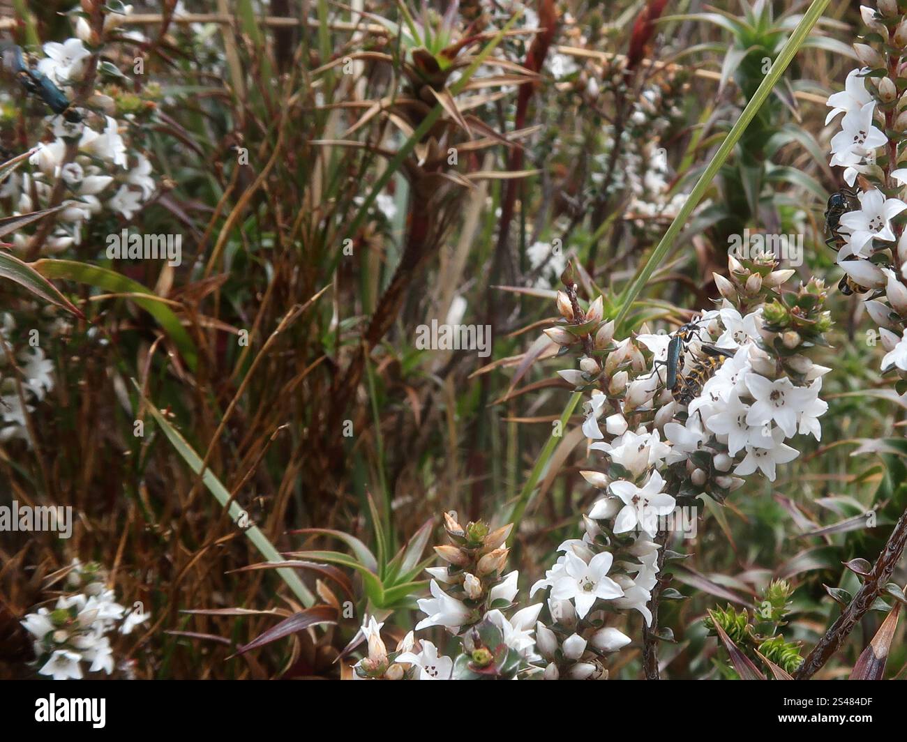 Plague Soldier Beetle (Chauliognathus lugubris Stock Photo - Alamy