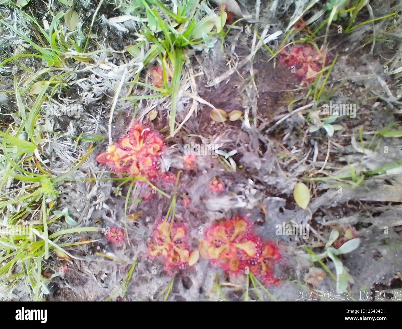 dwarf sundew (Drosera brevifolia Stock Photo - Alamy