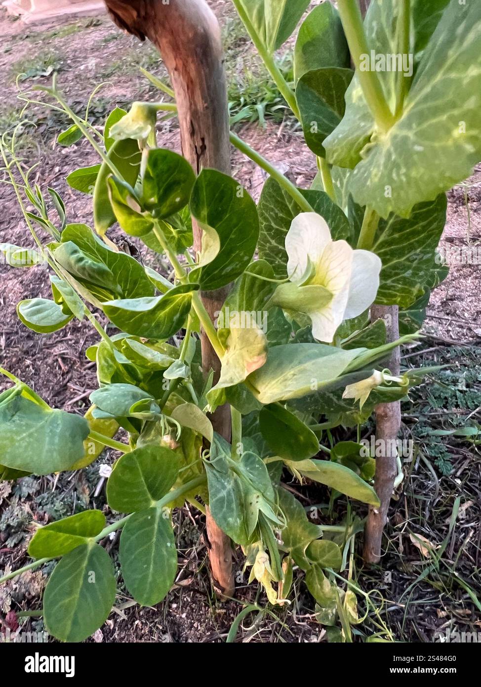 Common Pea (Pisum sativum Stock Photo - Alamy