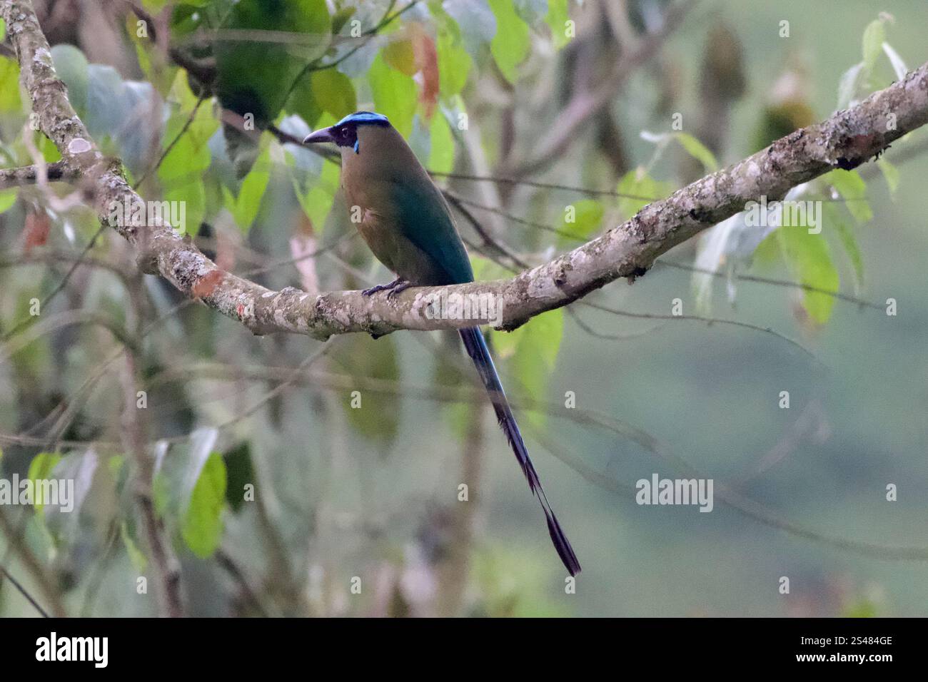 Andean Motmot (Momotus aequatorialis Stock Photo - Alamy
