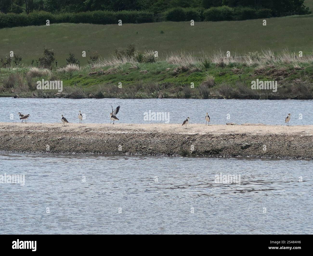 Black-shouldered Masked Lapwing (Vanellus miles novaehollandiae Stock ...