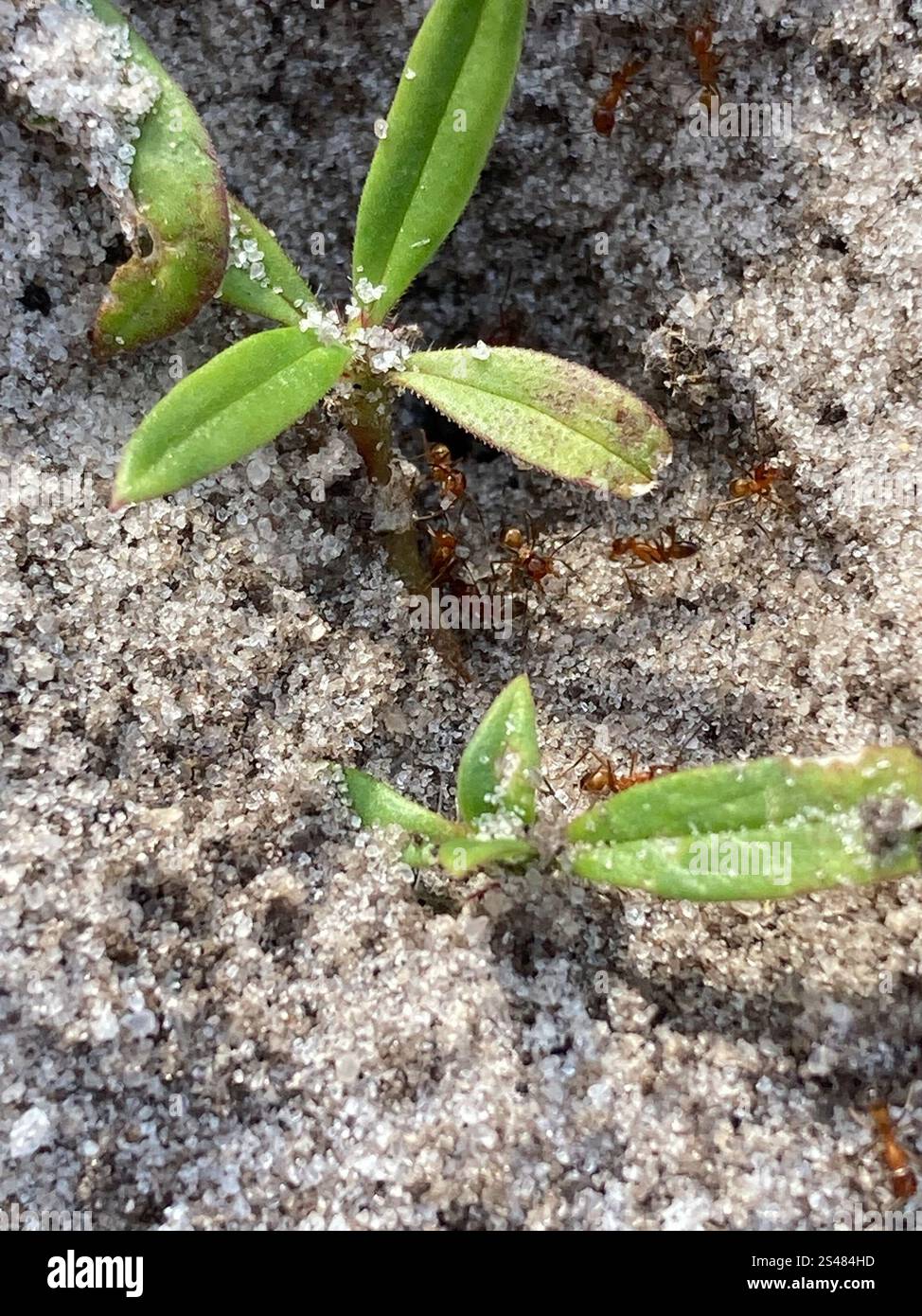Buren's Pyramid Ant (Dorymyrmex bureni Stock Photo - Alamy