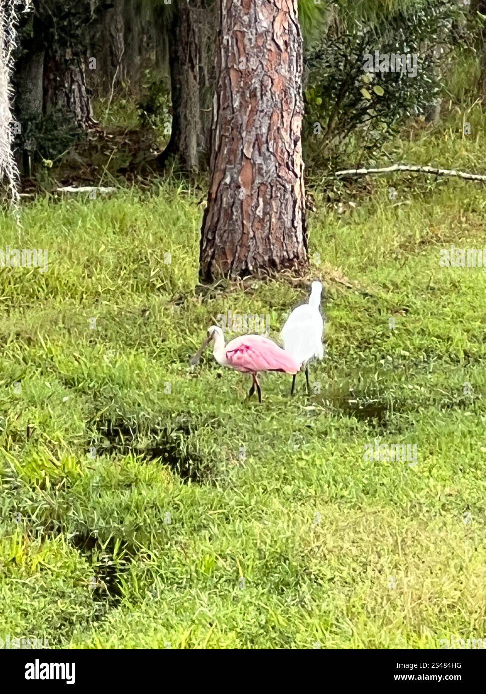 Roseate Spoonbill (Platalea ajaja Stock Photo - Alamy