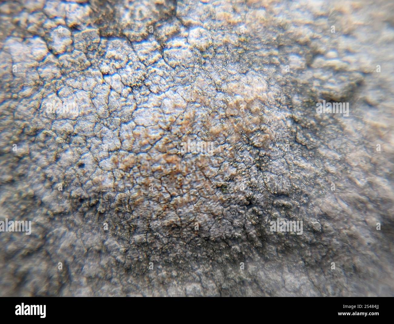 rim lichens, disc lichens, and allies (Lecanoraceae Stock Photo - Alamy