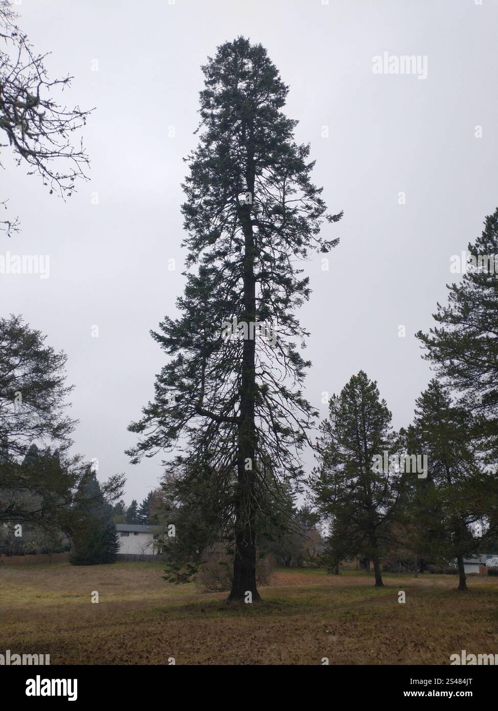 grand fir (Abies grandis Stock Photo - Alamy