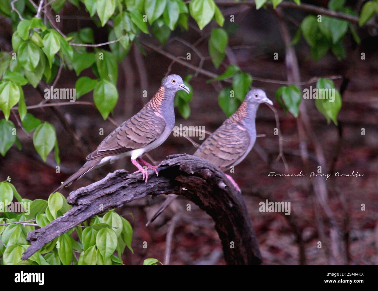 Bar-shouldered Dove (Geopelia humeralis Stock Photo - Alamy