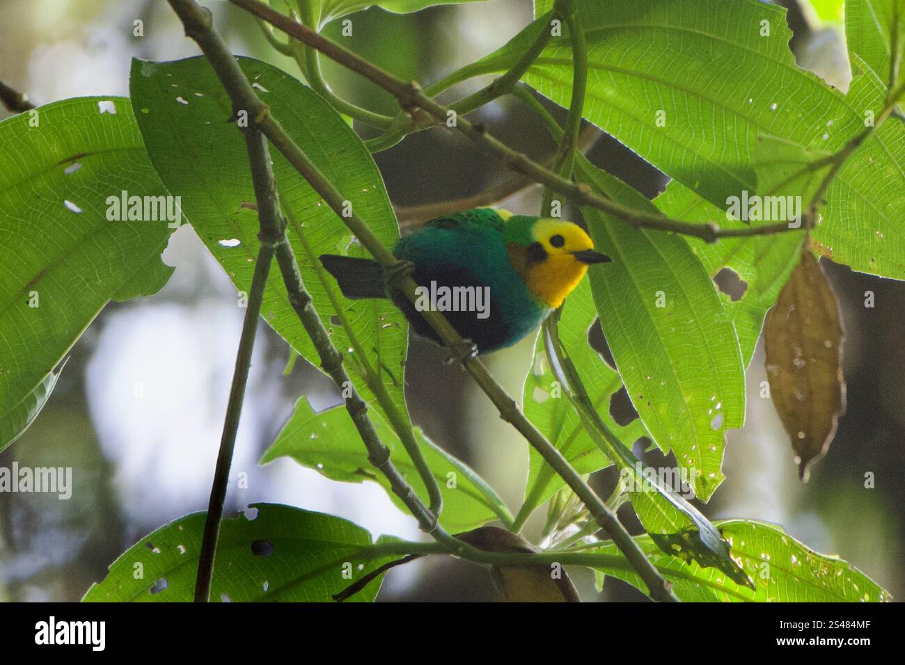 Chlorochrysa hi-res stock photography and images - Alamy