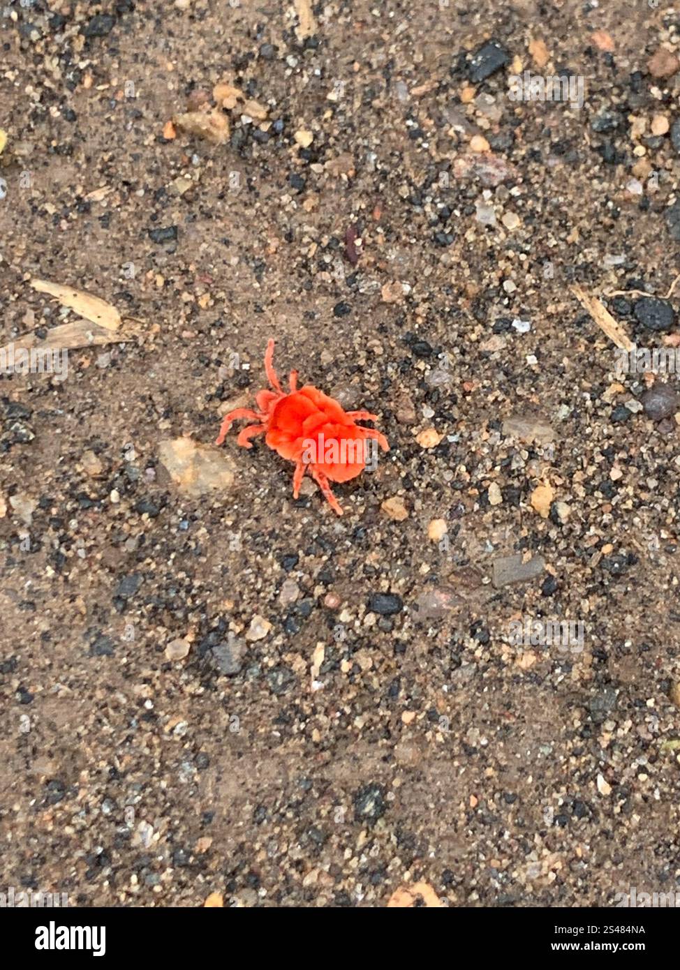 True Velvet Mites (Trombidiidae Stock Photo - Alamy