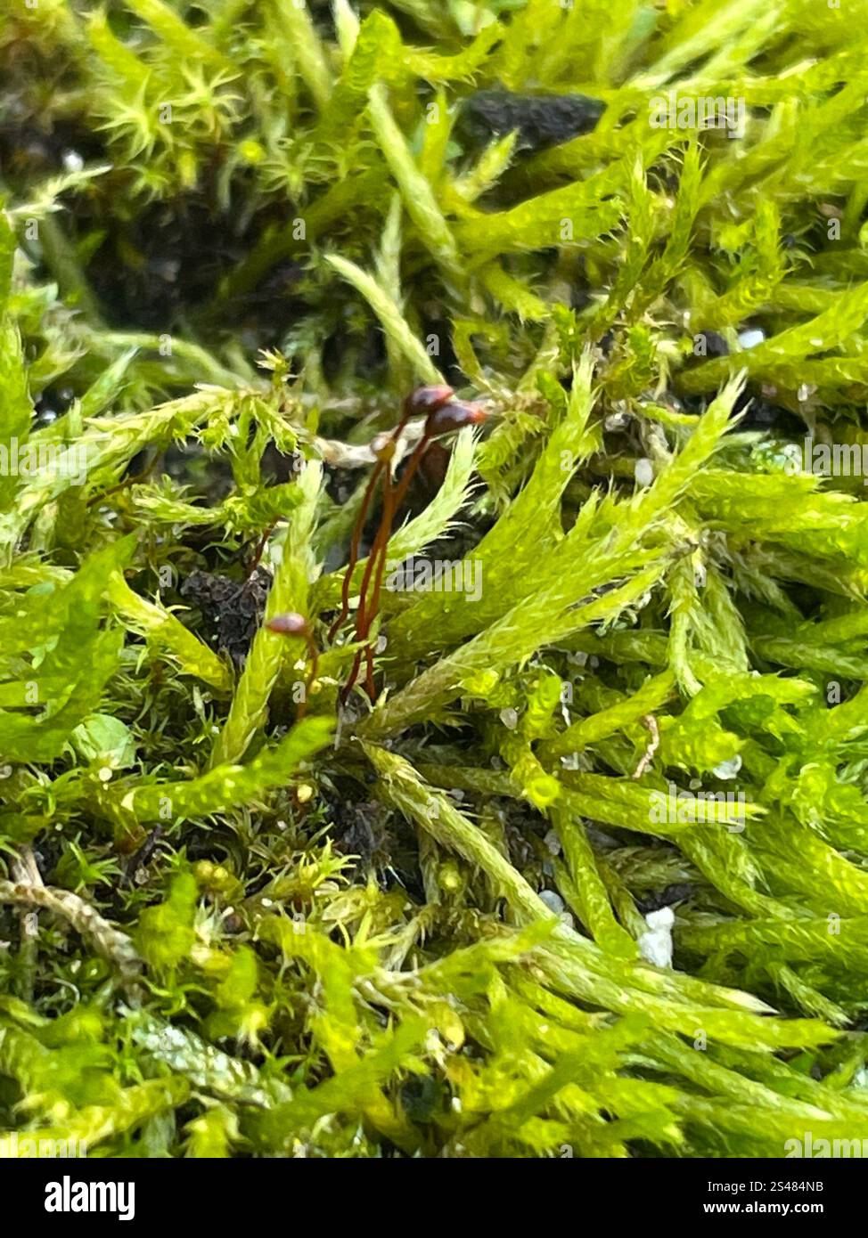 Whitish Feather-moss (Brachythecium albicans Stock Photo - Alamy