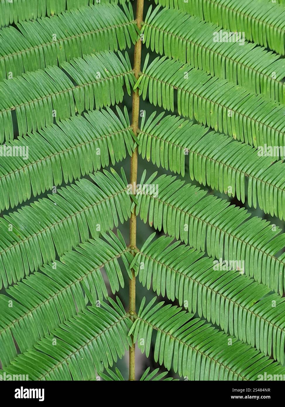 Acacias, Mimosas, mesquites, and allies (Mimosoideae Stock Photo - Alamy
