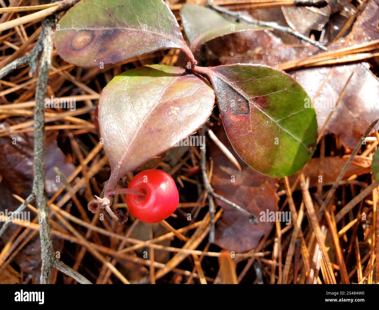 Eastern Teaberry (Gaultheria procumbens Stock Photo - Alamy