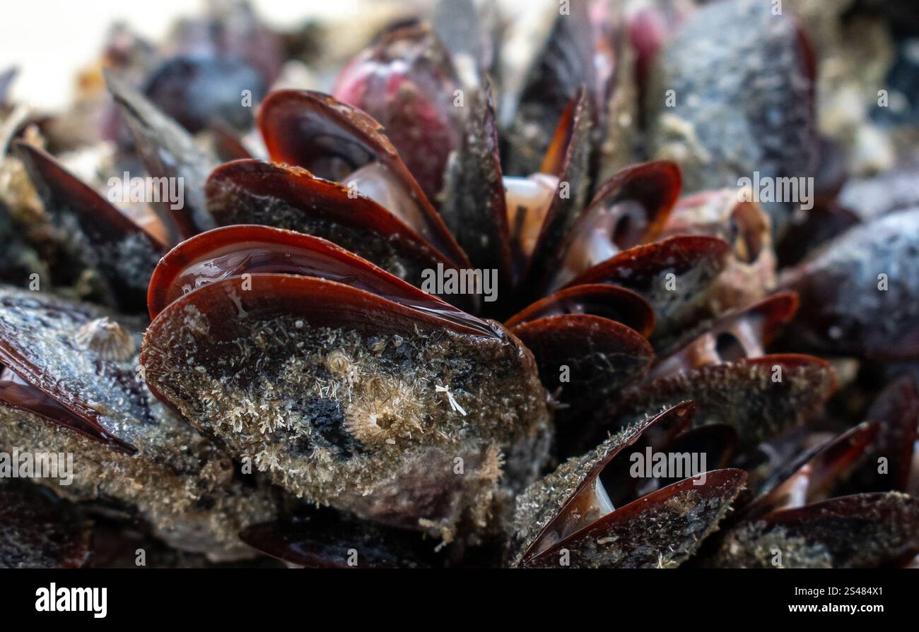 Brown Mussel (Perna perna Stock Photo - Alamy