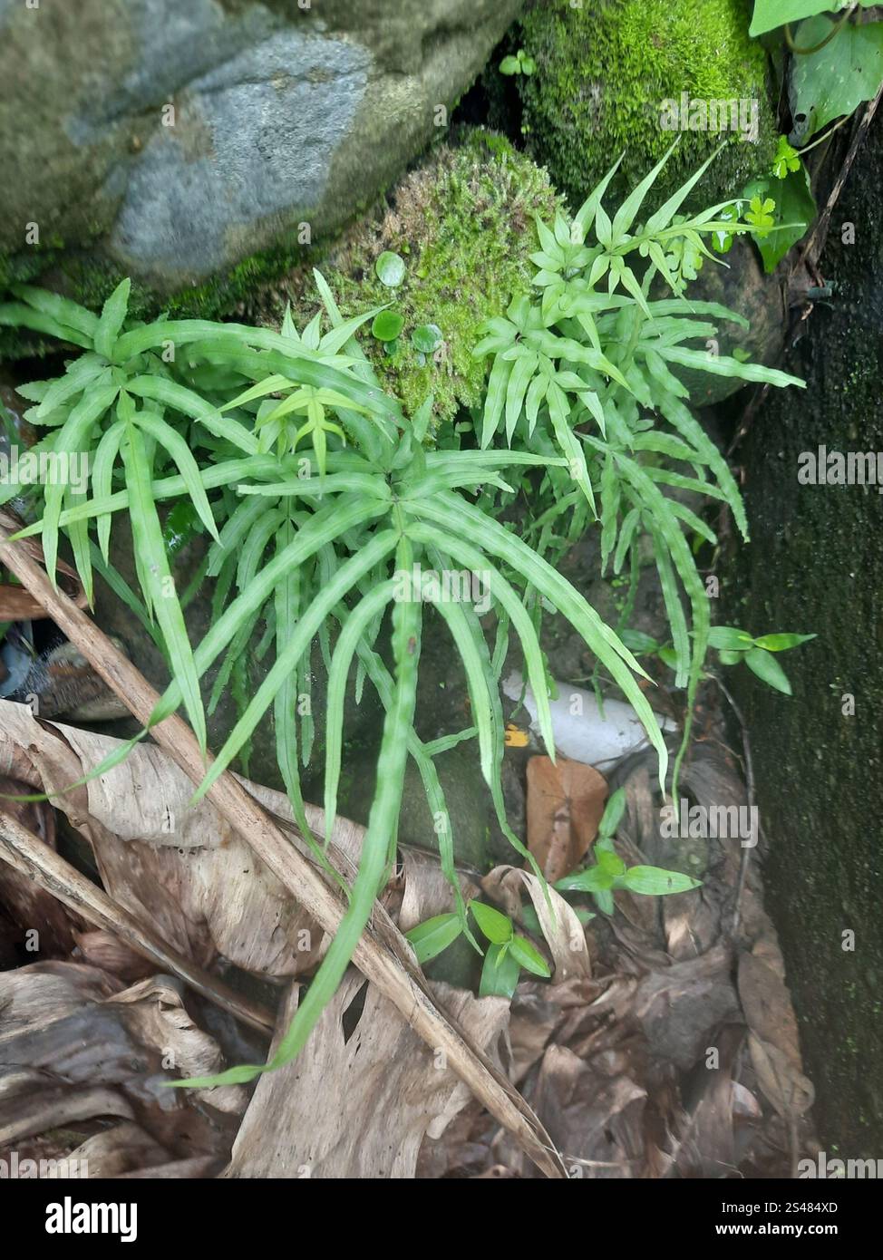 spider brake (Pteris multifida Stock Photo - Alamy