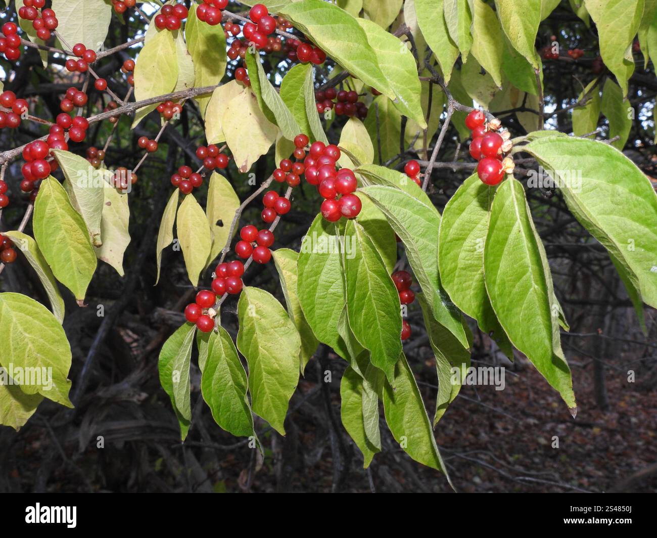 Amur honeysuckle (Lonicera maackii Stock Photo - Alamy