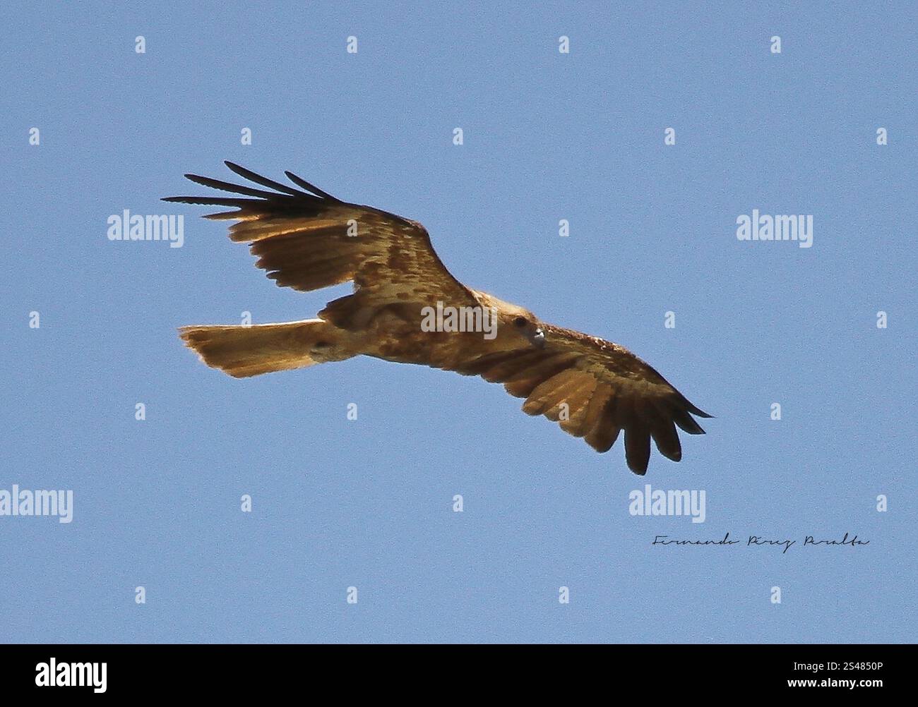 Whistling Kite (Haliastur sphenurus Stock Photo - Alamy
