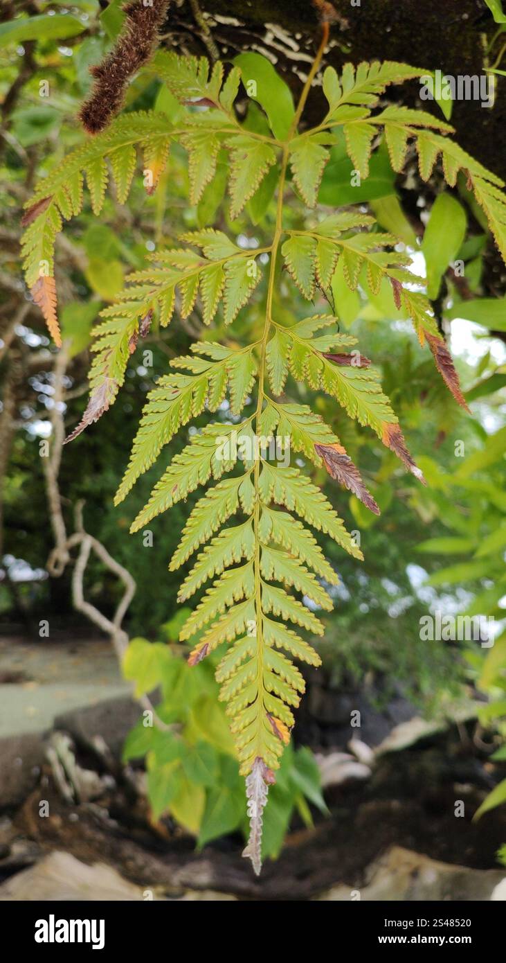 Hare’s foot fern hi-res stock photography and images - Alamy