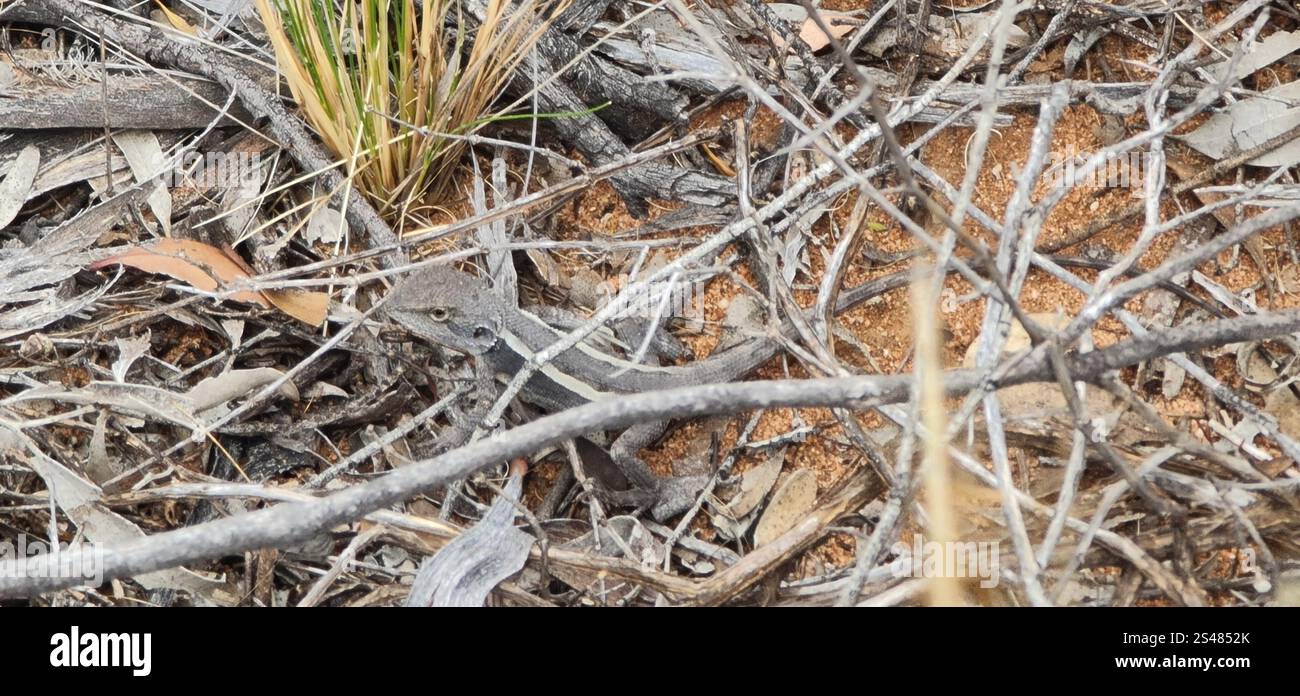 Nobbi Dragon (Diporiphora nobbi Stock Photo - Alamy