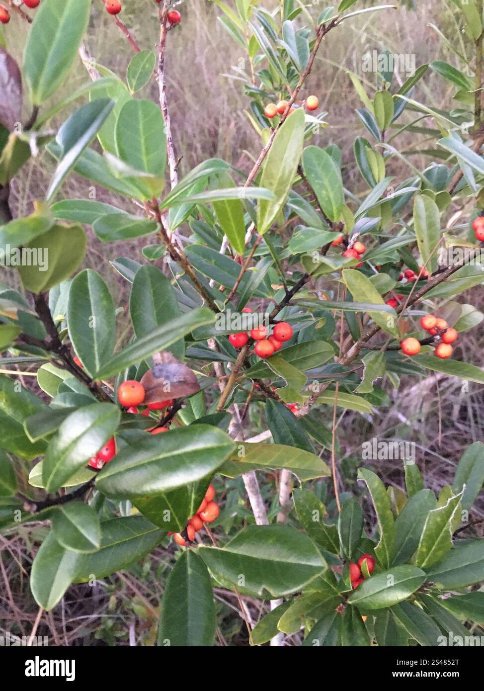 dahoon holly (Ilex cassine Stock Photo - Alamy