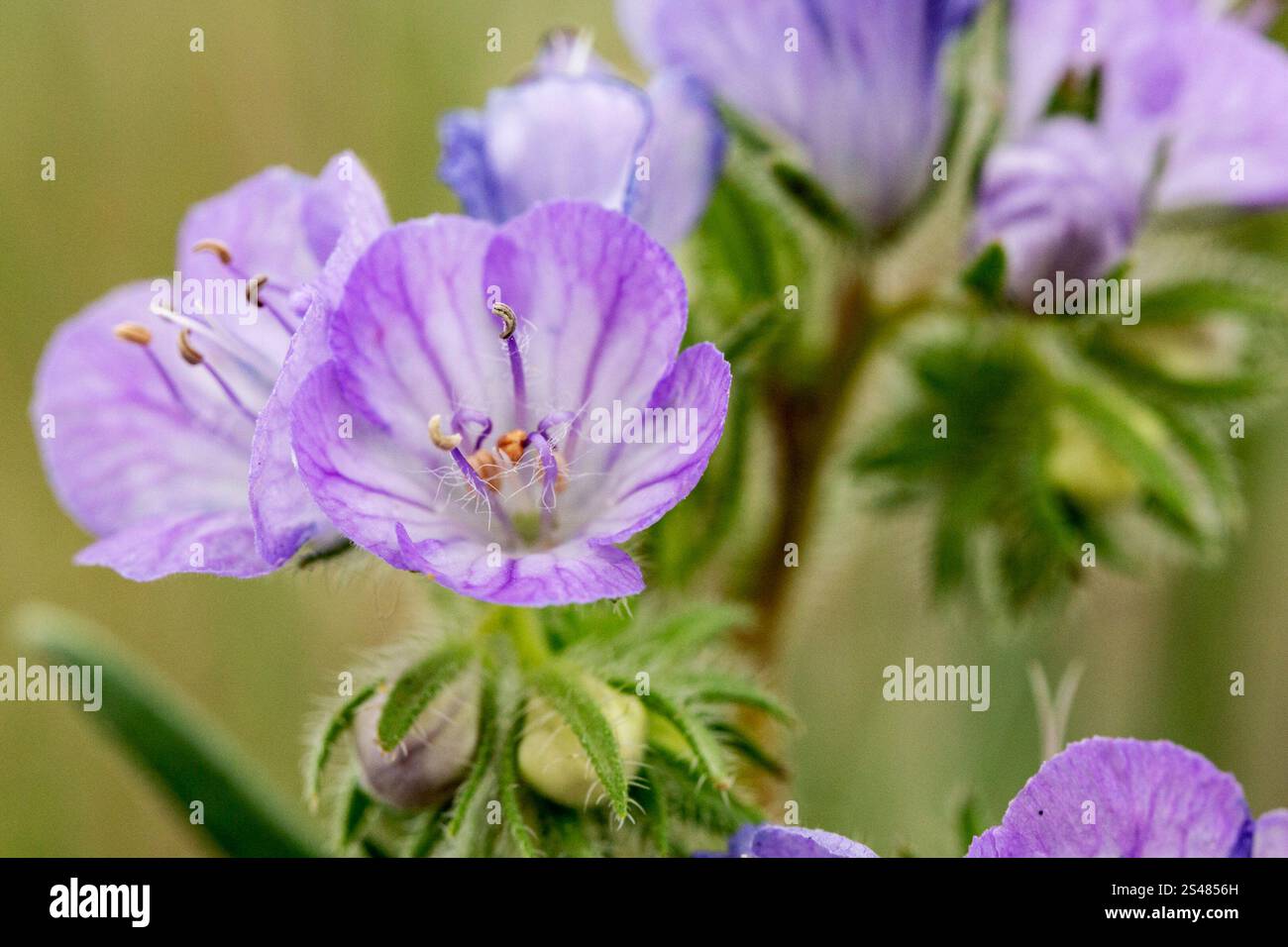 Linearleaf Phacelia (Phacelia linearis Stock Photo - Alamy