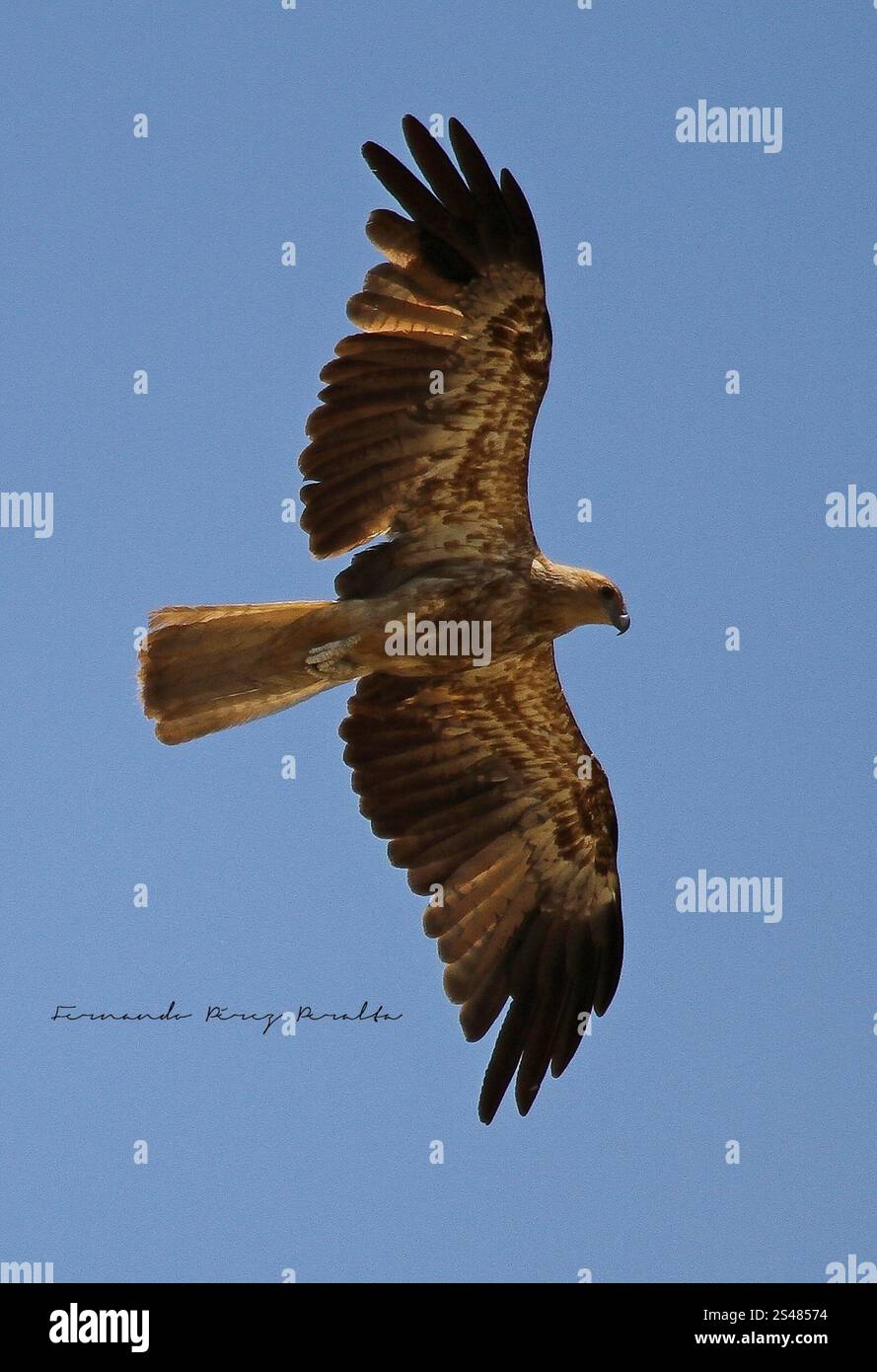 Whistling Kite (Haliastur sphenurus Stock Photo - Alamy