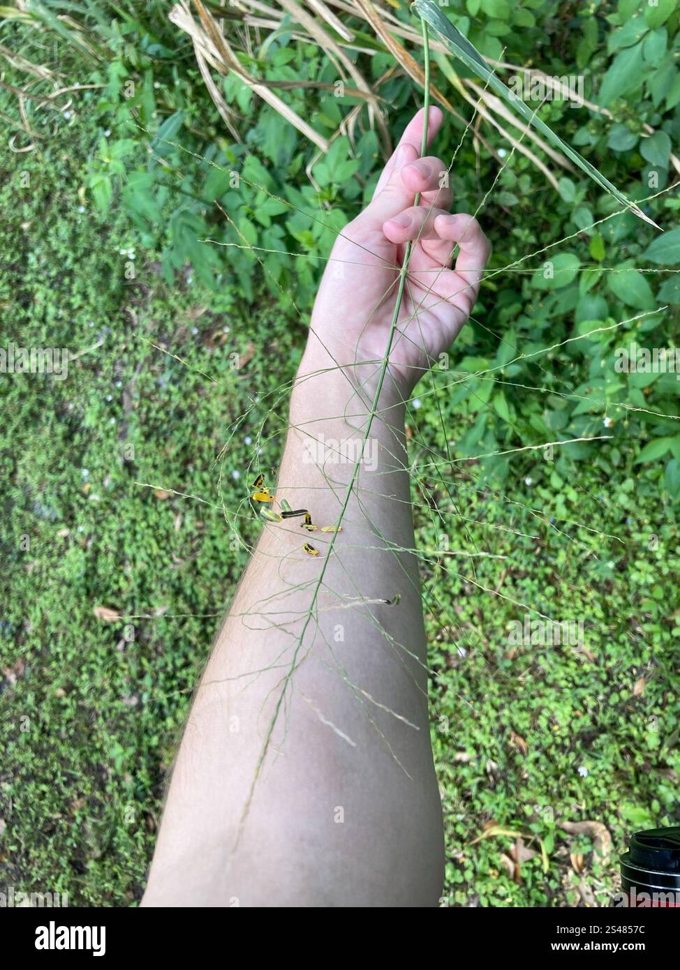 guinea grass (Megathyrsus maximus Stock Photo - Alamy