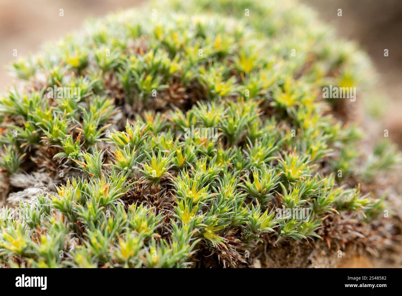 Creeping nailwort (Paronychia sessiliflora Stock Photo - Alamy