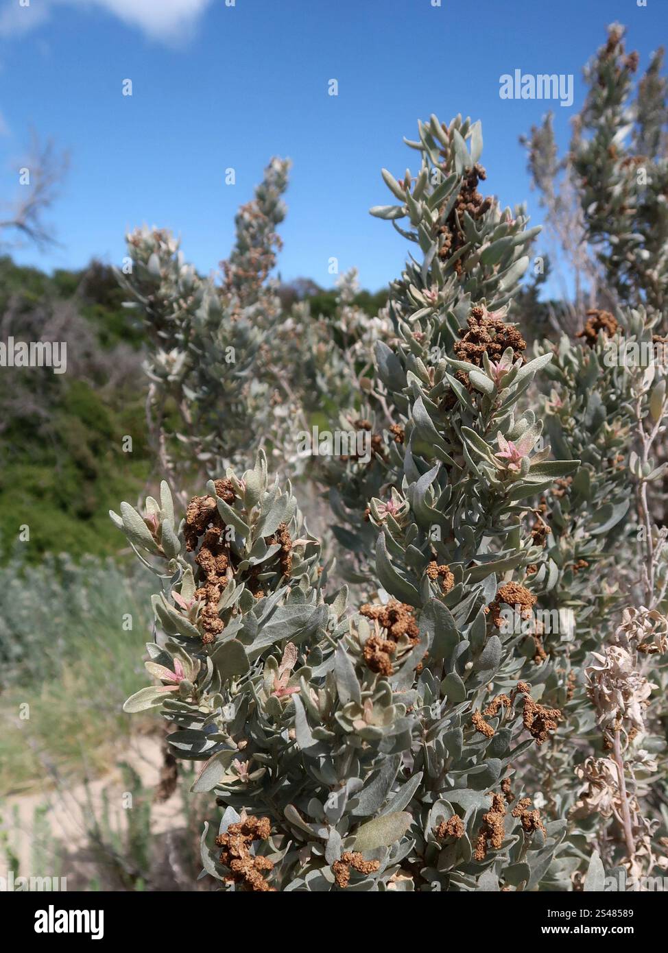 Grey Saltbush (Atriplex cinerea Stock Photo - Alamy
