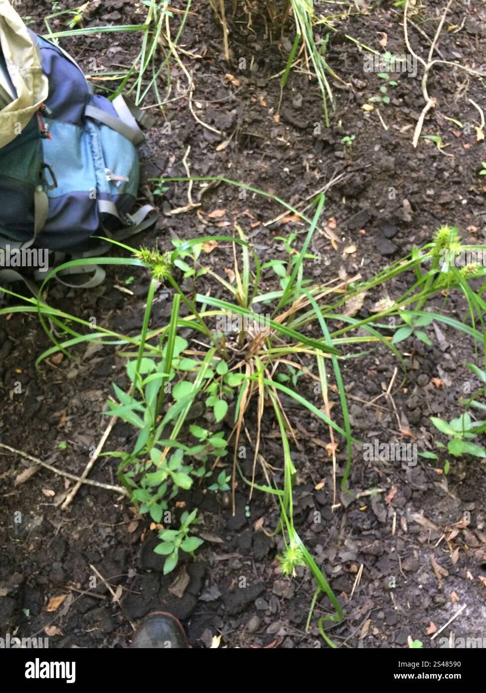 hop sedge (Carex lupulina Stock Photo - Alamy