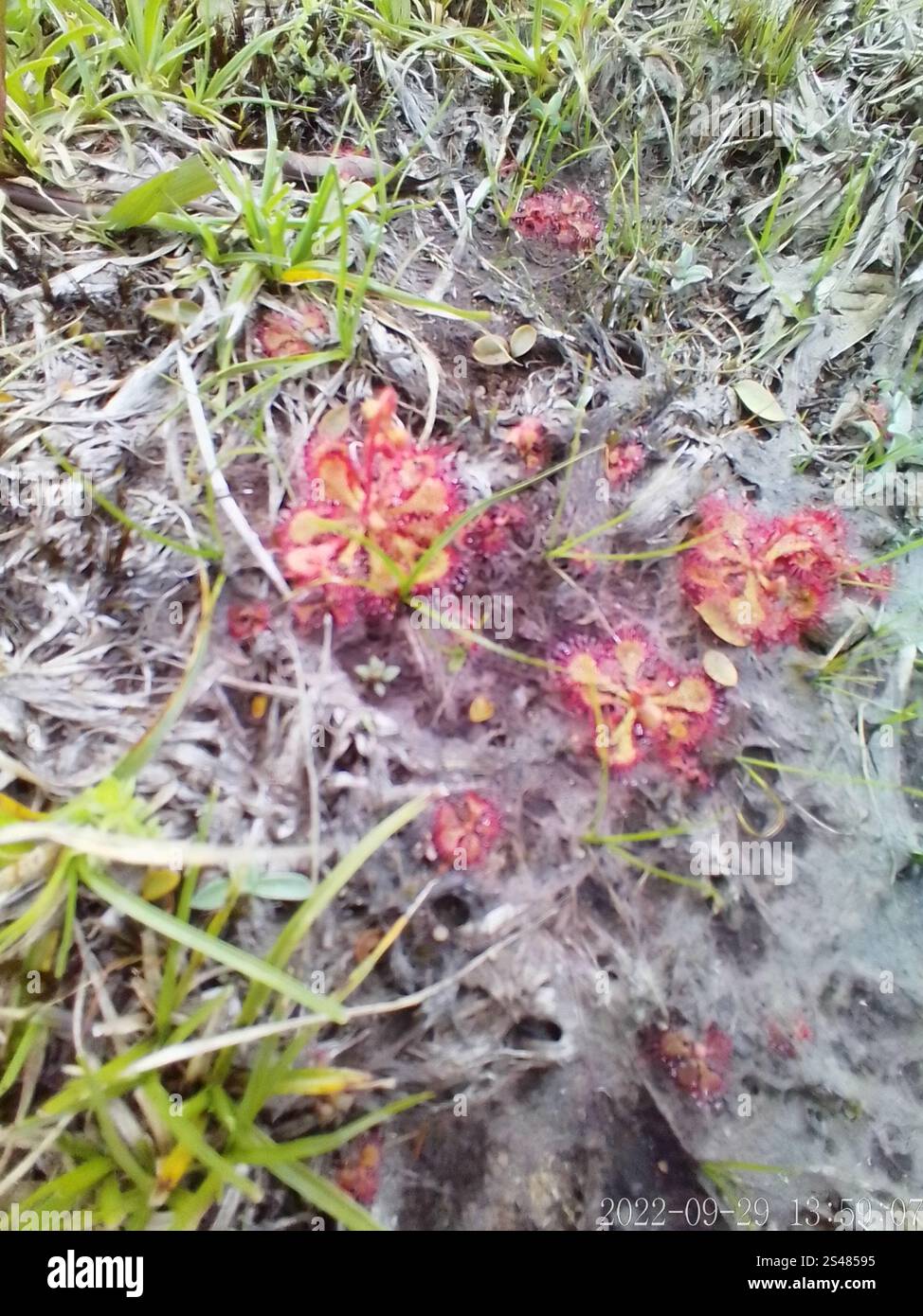 dwarf sundew (Drosera brevifolia Stock Photo - Alamy