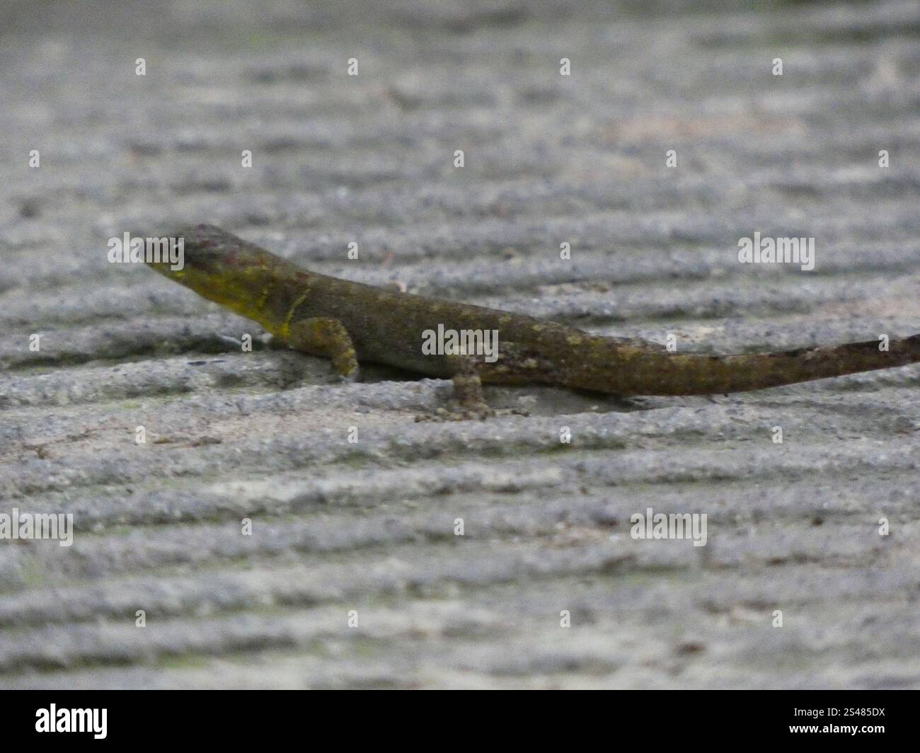 Bridled Forest Gecko (Gonatodes humeralis Stock Photo - Alamy