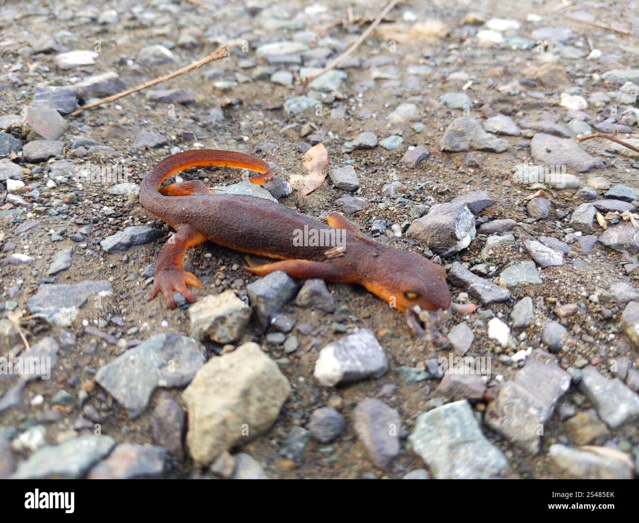 California Newt (Taricha torosa Stock Photo - Alamy