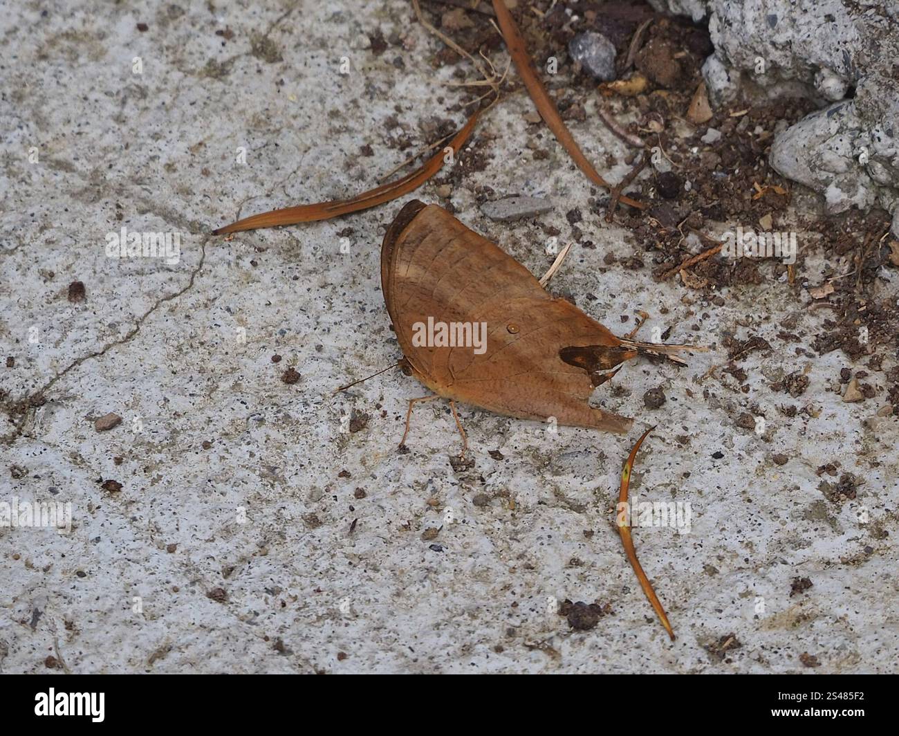 Common Duffer (Discophora sondaica Stock Photo - Alamy