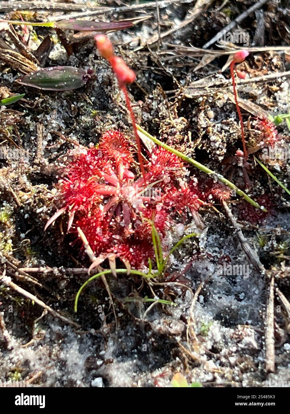 Pink Sundew (Drosera capillaris Stock Photo - Alamy